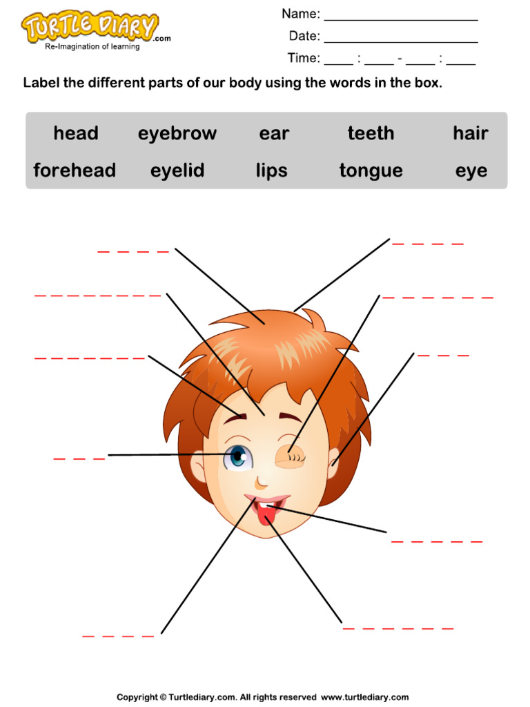 Parts of The Head Worksheet | PDF
