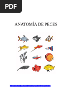 Anatomía y Función de las Branquias en Peces | PDF | Branquia | Pescado
