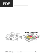Swim Bladder Function in Perch Fish | PDF | Fin | Fish