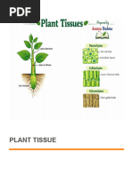 Life Sciences Grade 10 Plant Tissues Notes | PDF | Tissue (Biology) | Root