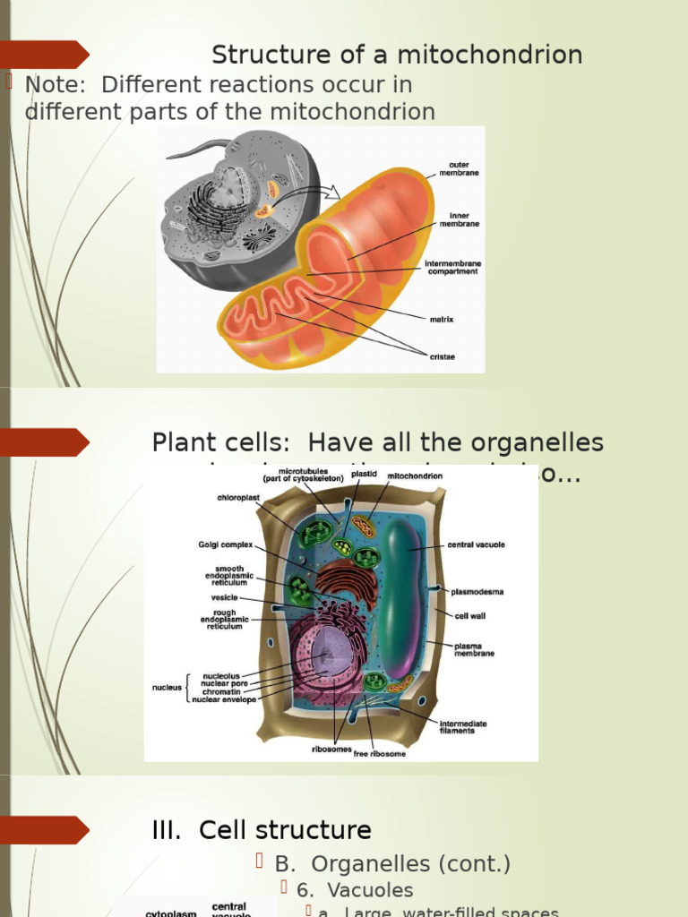 Biology Lesson 4 | PDF
