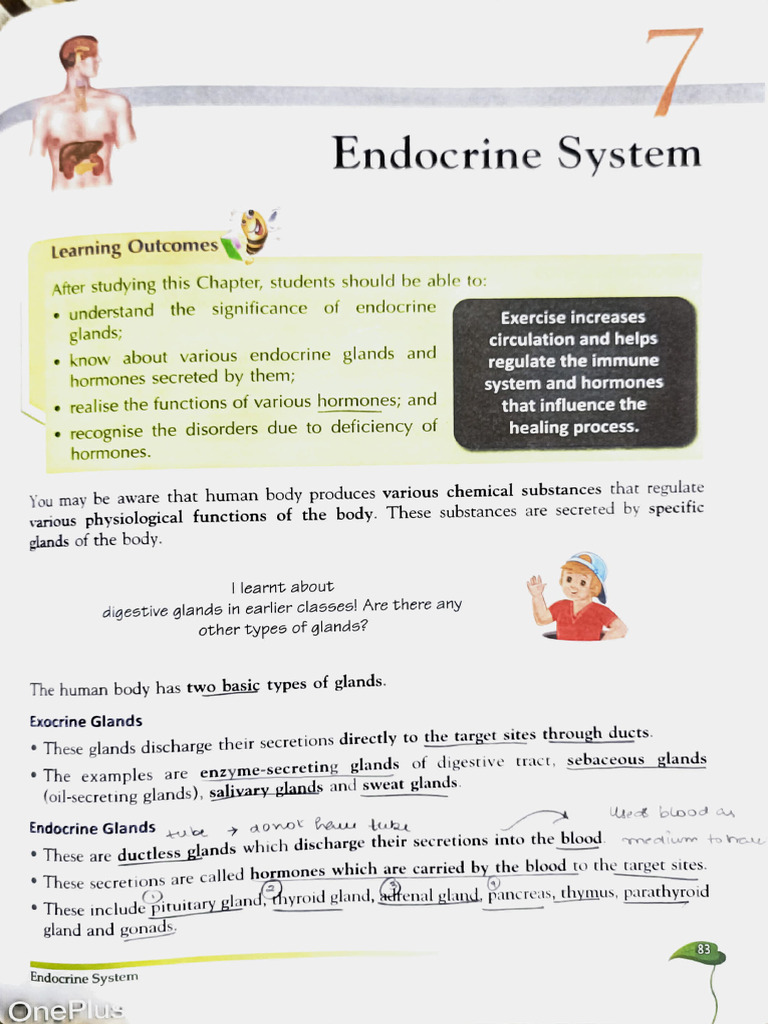 Lesson 7 - The Endocrine System | PDF