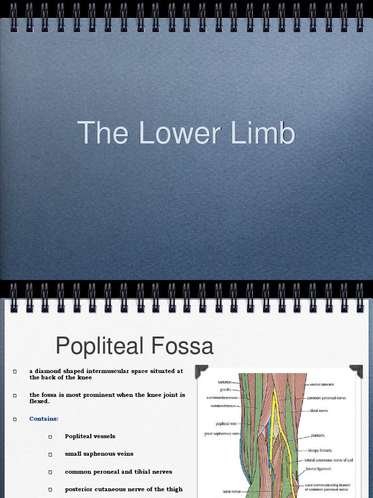 Popliteal Fossa Anatomy | PDF | Foot | Knee