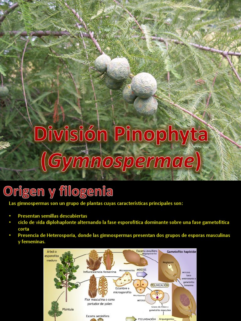 Pinophyta Examples