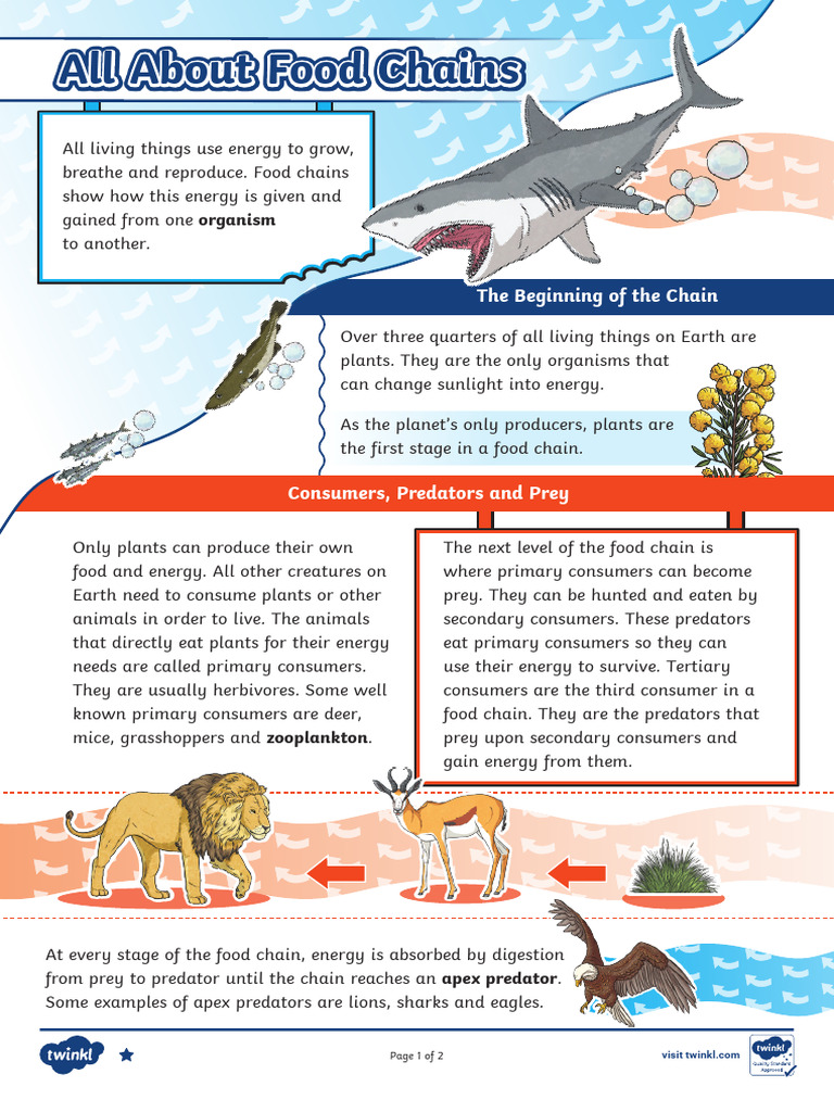 All About Food Chains | PDF | Predation | Foods
