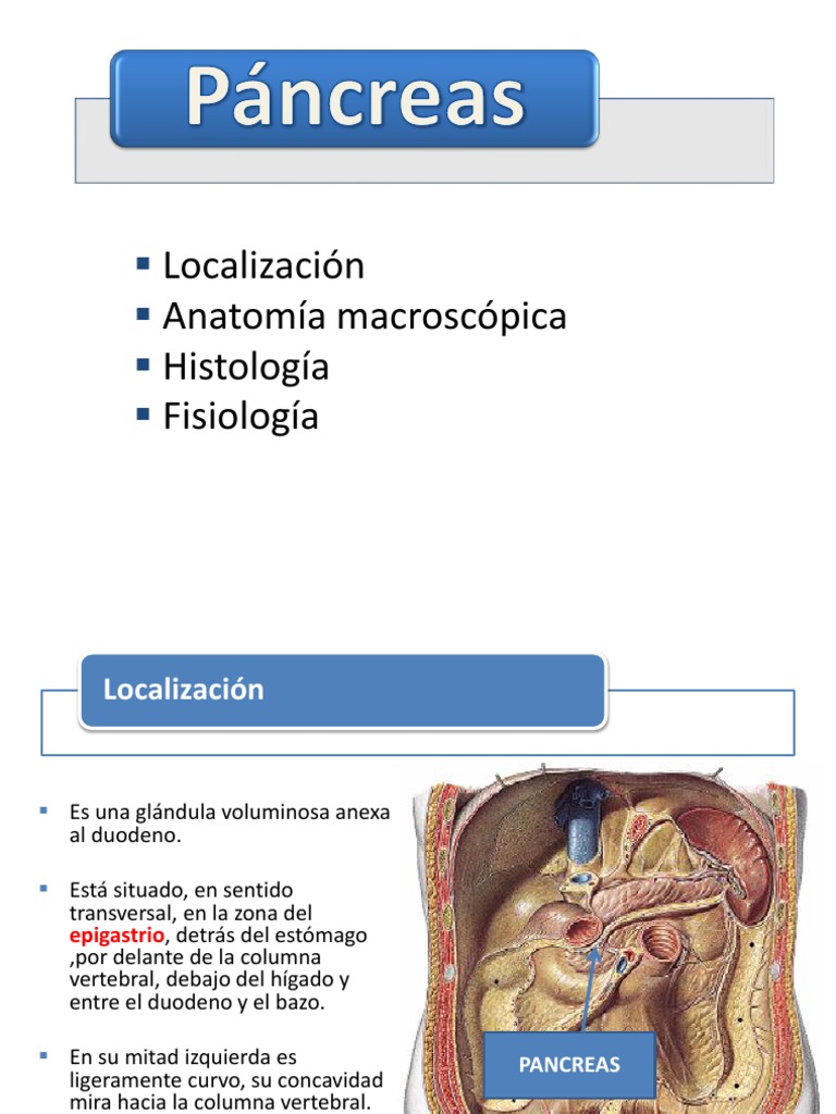 Anatomia Pancreas | PDF | Páncreas | Abdomen