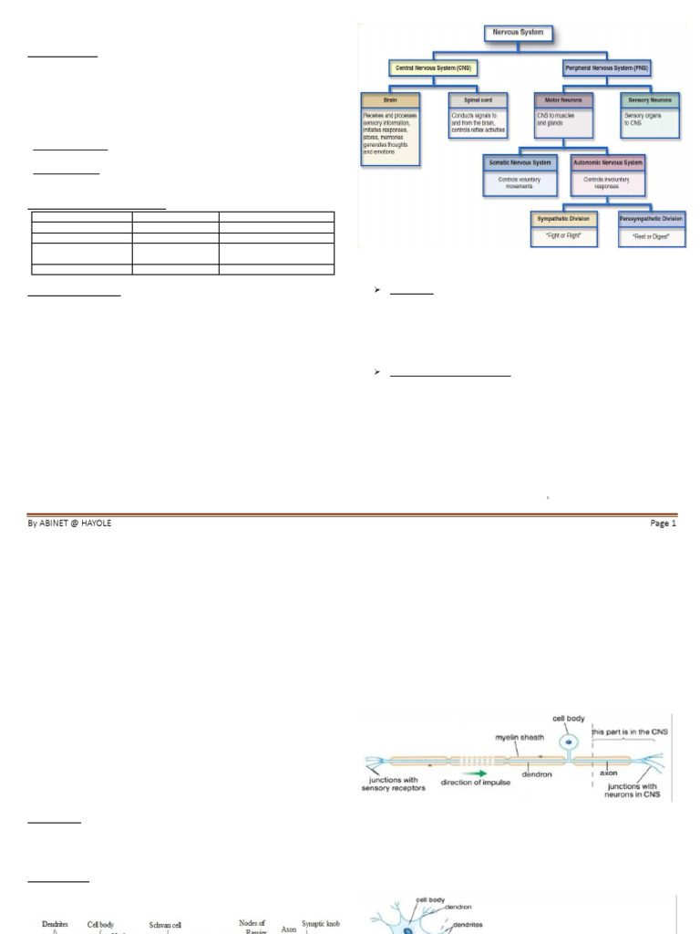Biology Grade 12 Unit 5 Human Body System | PDF