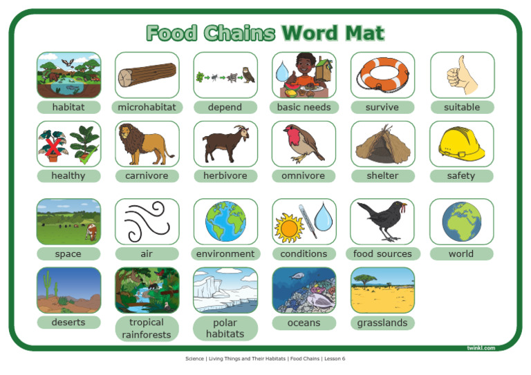 Food Chains Word Mat | PDF