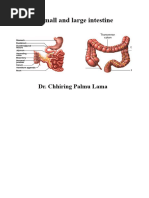 Sigmoid Colon Length and Anatomy | PDF | Large Intestine | Rectum
