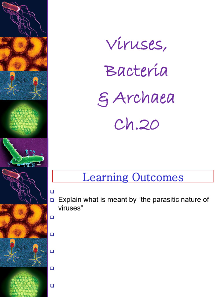 Lecture 13 Viruses-1 | PDF | Virus | Bacteriophage