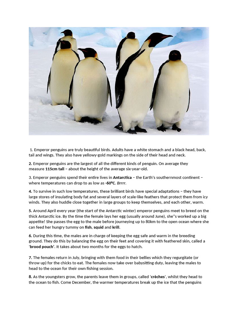 Emperor penguins facts | PDF