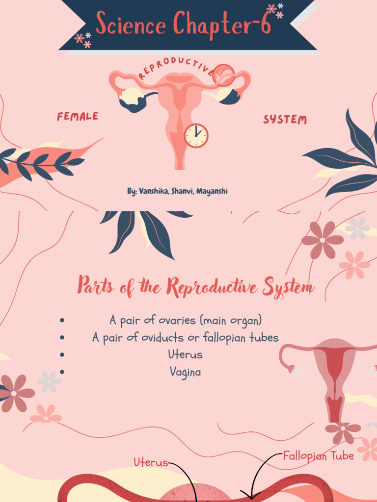 Science female reproductive system | PDF