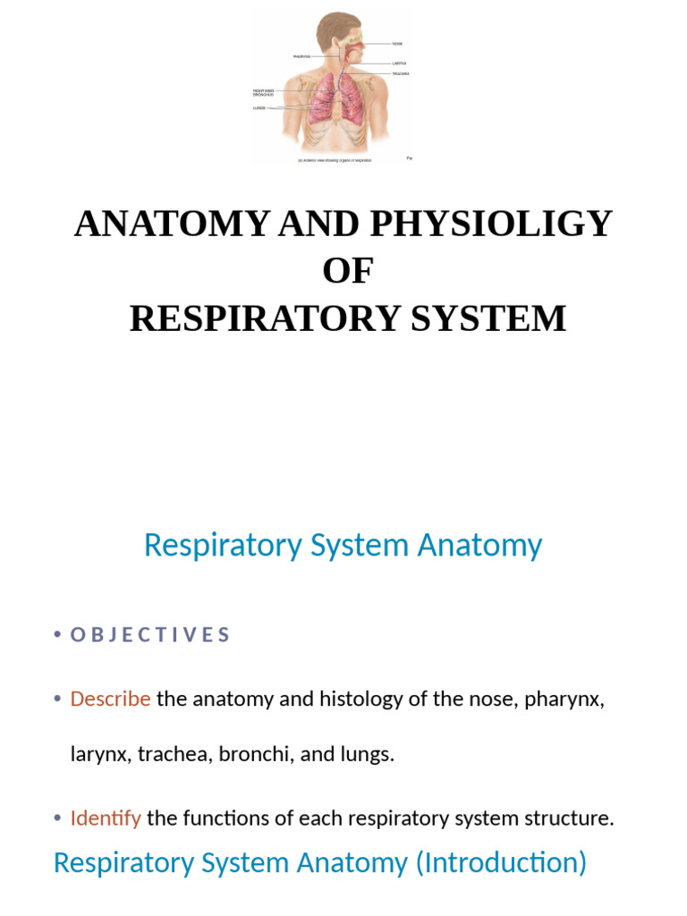 Anatomy and Physiology of the Respiratory System | PDF | Respiratory ...