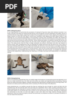 Frog Dissection Guide for Students | PDF