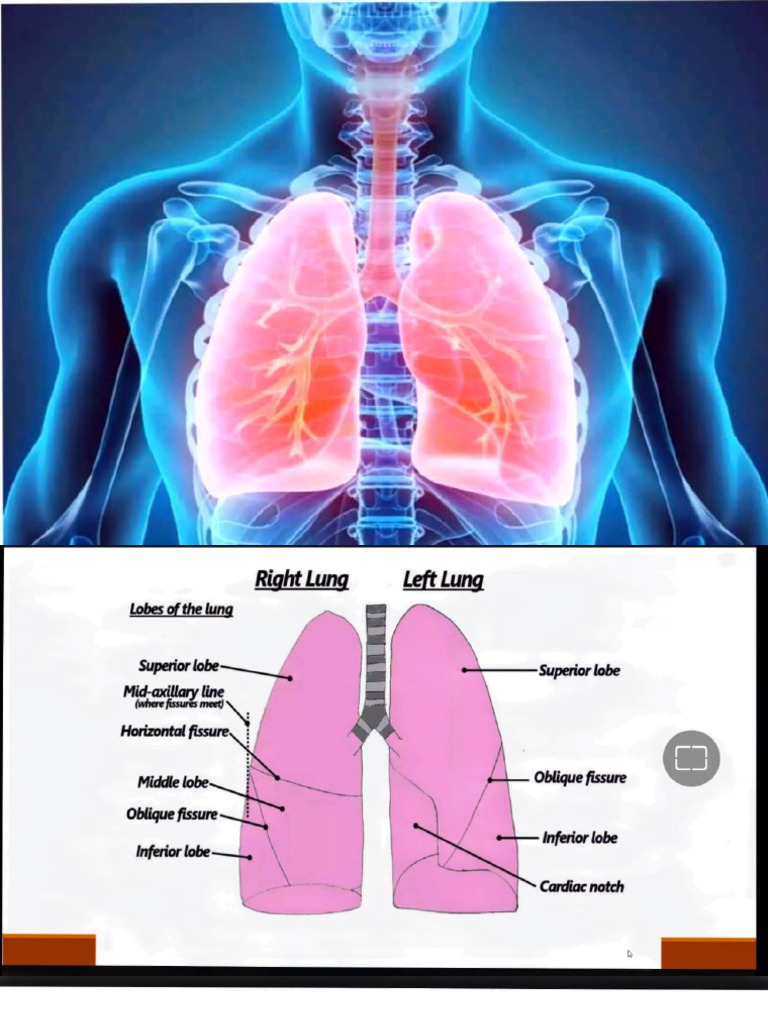 Respiratory system anatomy 2 | PDF