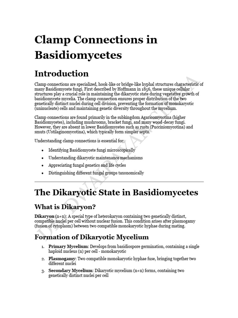 Clamp Connections in Basidiomycetes | PDF