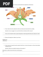 Lily Flower Dissection Guide | PDF