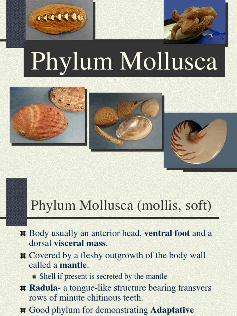 Mollusca | PDF