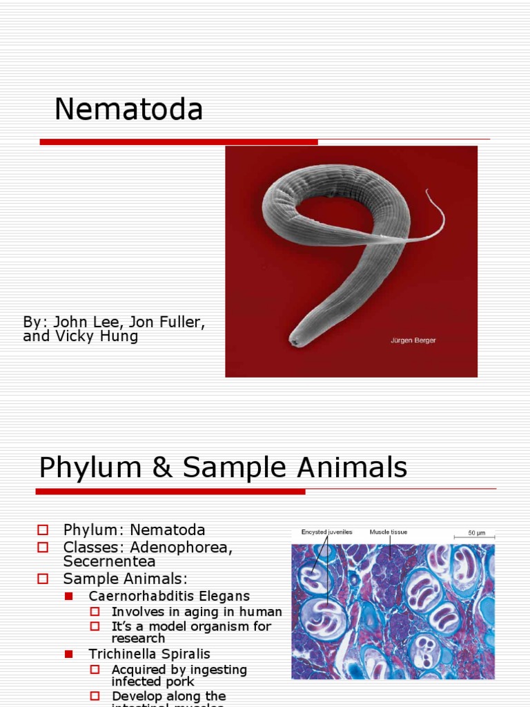 Nematoda | PDF | Nematode | Gastrointestinal Tract