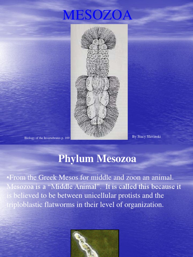 Phylum Mesozoa | Plasmodium | Organisms