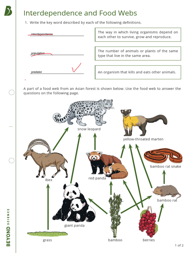 Interdependence and Food Webs Worksheet | PDF | Giant Panda | Predation