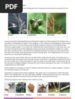 INVESTIGATORY Project - Dispersal of Seeds 1 (Final) | PDF | Seed | Fruit