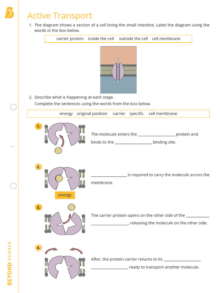 Active Transport Worksheet Foundation - Printable | PDF
