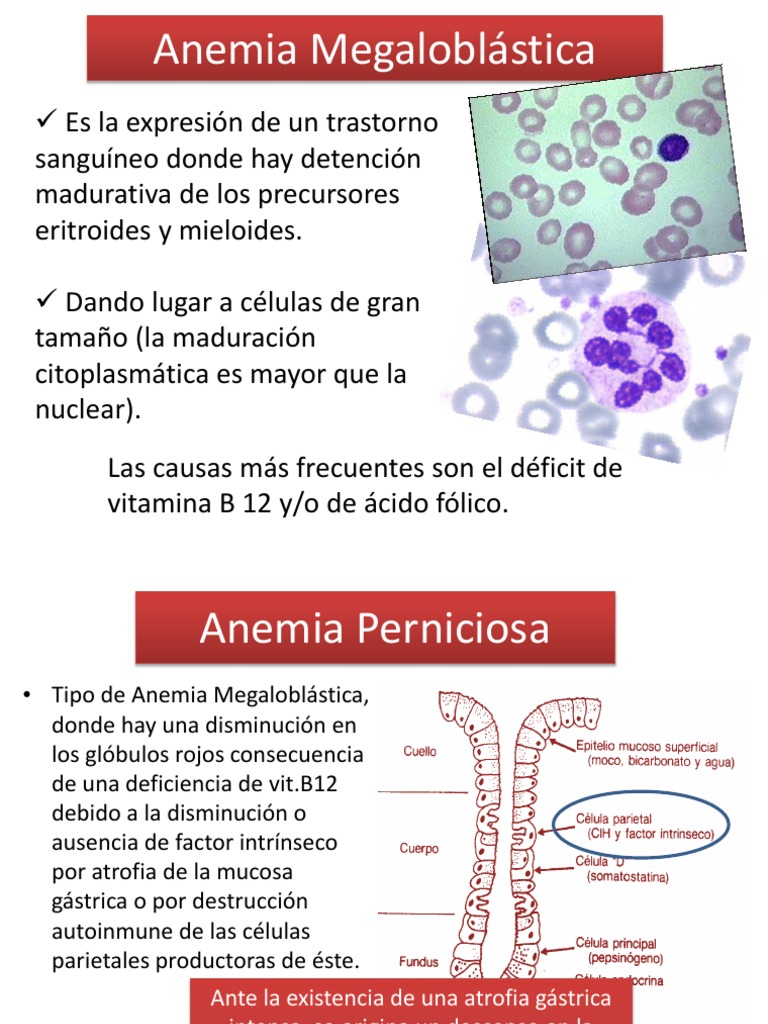 Prueba de Schilling | Medicina | Enfermedades y trastornos