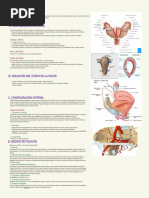 Partes de la Salpinge y Anatomía Asociada | PDF | Ovario | Pelvis