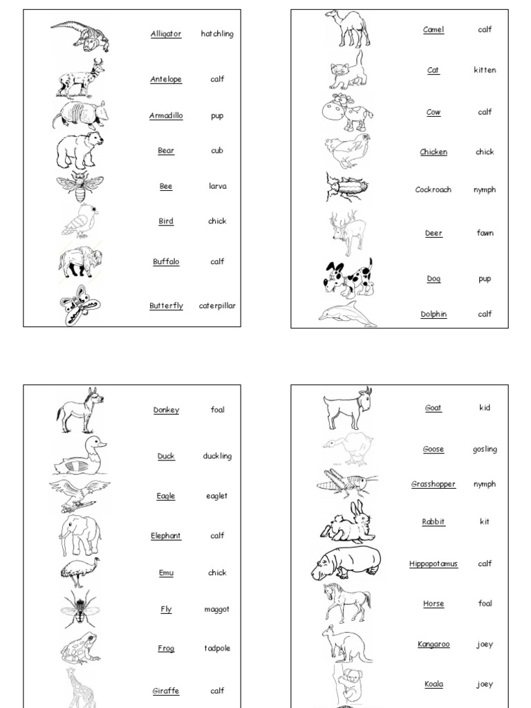 Animals Grouping | PDF | Calf | Organisms