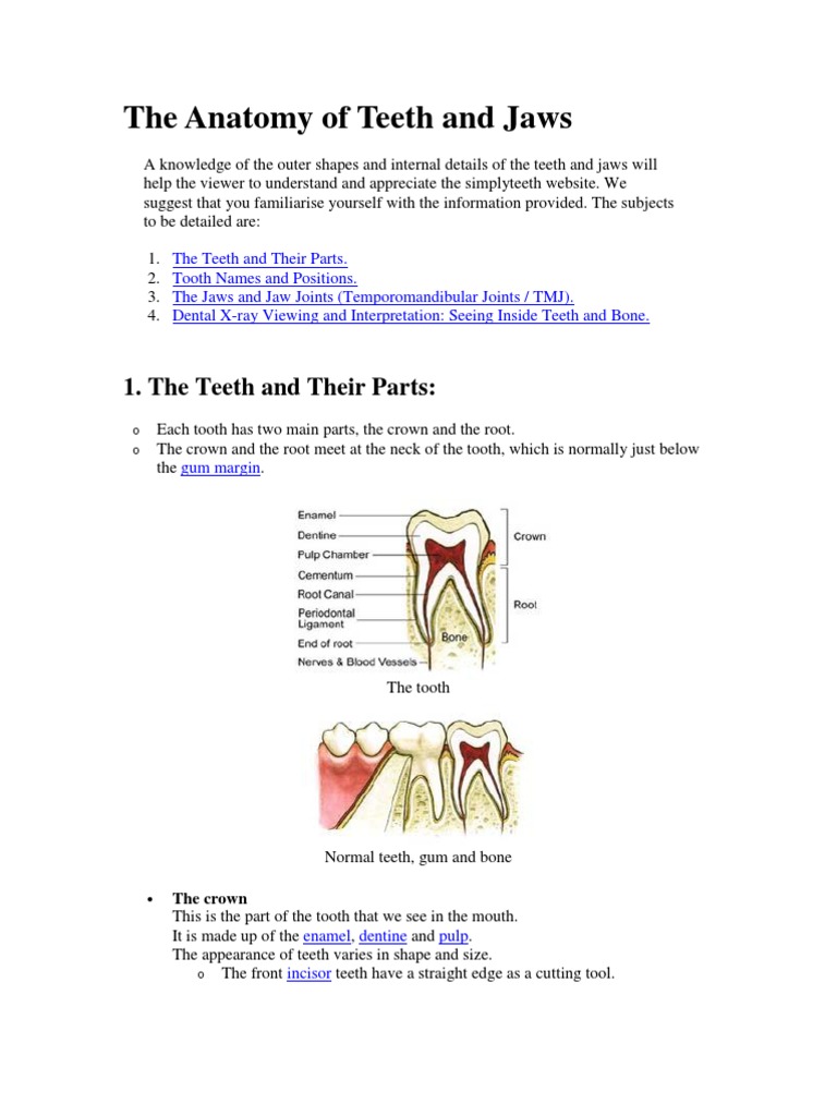 Teeth and Jaw Anatomy Guide | PDF | Language Arts & Discipline | Home ...