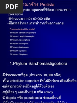 Phylum Labyrinthomorpha