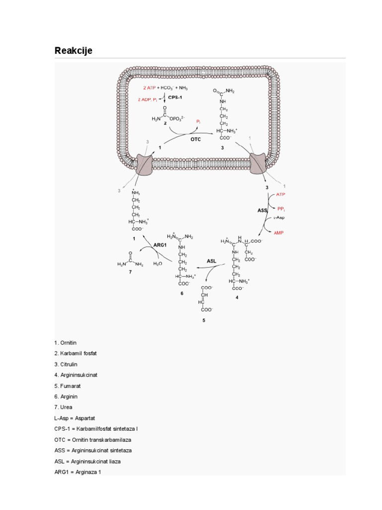 Biohemija Ciklus Uree | PDF