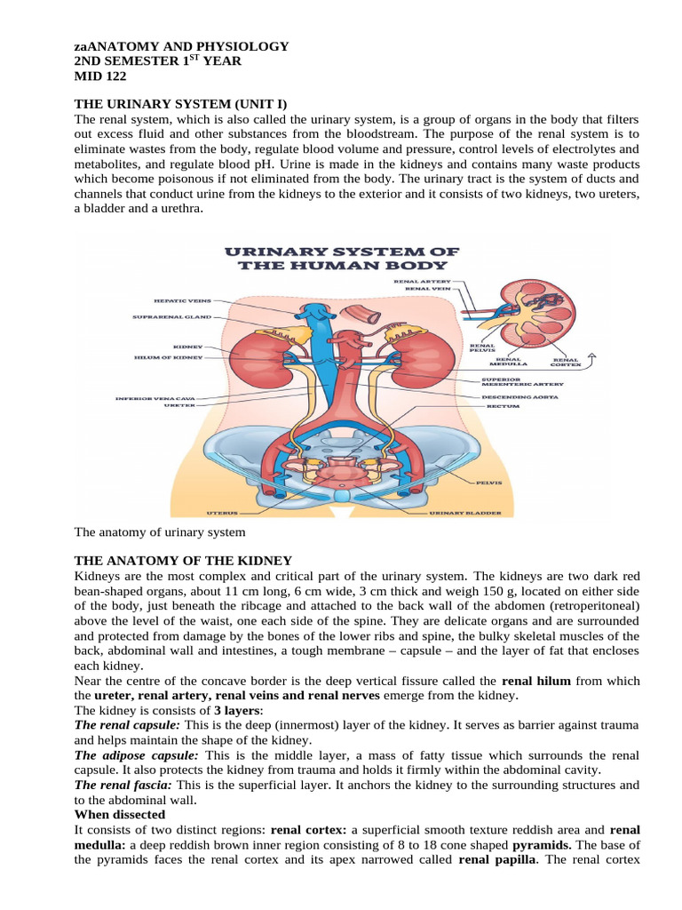 ANATOMY_AND_PHYSIOLOGY_OF_THE_URINARY_SYSTEM_1ST_YEAR[2] | PDF