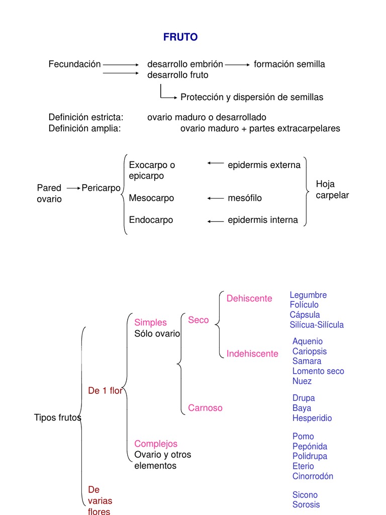 Clasificación y partes del fruto | PDF | Fruta | Botánica
