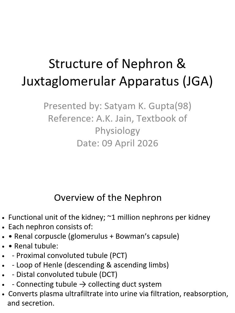 Nephron_JGA_Structure_Presentation_SatyamK_Gupta.pptx | PDF | Kidney ...
