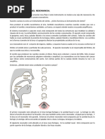 Tipos y Funciones de los Resonadores Vocales | PDF | Sonido | Boca