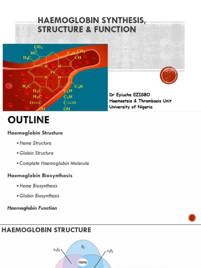 Mls321 Haematology [ Haemoglobin Synthesis, Structure &Function | PDF ...
