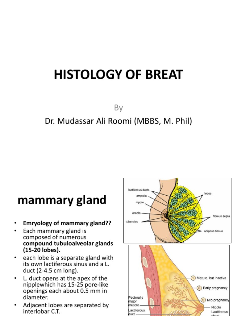 Interlobular Duct Breast