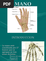 Anatomía Falanges | PDF | Mano | Articulación