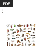 Insect Antennae: Structure & Types | PDF | Arthropods | Insects And Humans