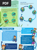Lizard Life Cycle Stages Explained | PDF