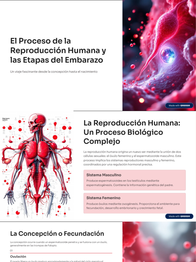 El Proceso de La Reproduccion Humana y Las Etapas Del Embarazo | PDF ...
