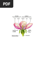 Le Carpelle : Organe des Angiospermes | PDF | Fruit | Embryon