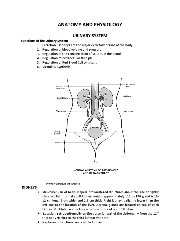 Kidney Anatomy and Physiology | PDF | Kidney | Anatomy