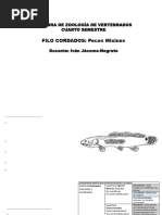 Características de los Sarcopterigios | PDF | Pescado | Vertebrados ...