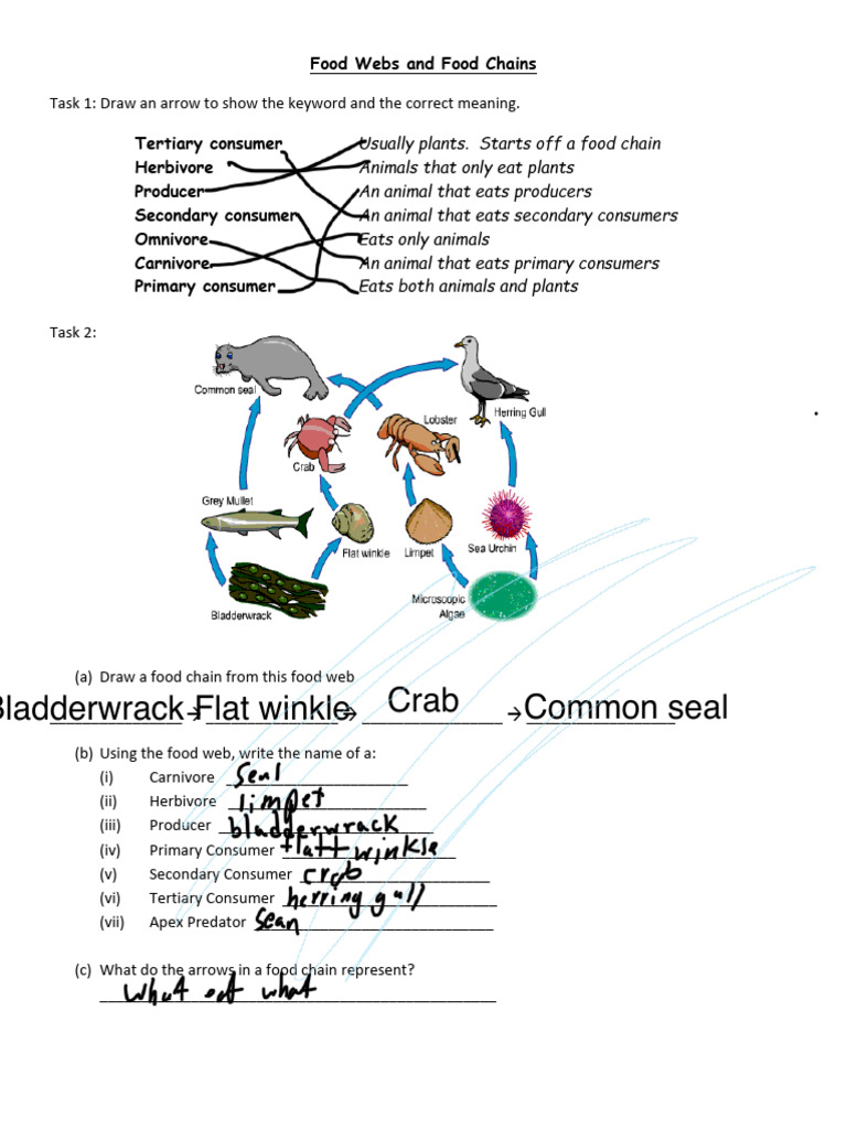 Food Chains and Webs Worksheet | PDF