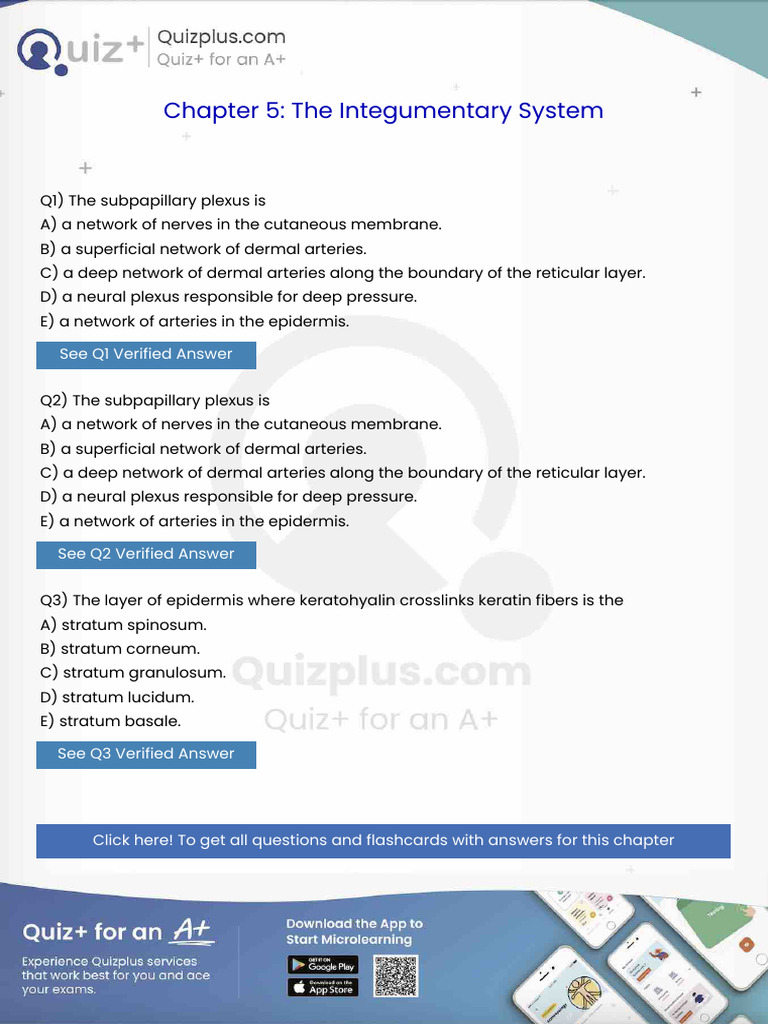 The Subpapillary Plexus Is | PDF | Spinal Cord | Ventricle (Heart)