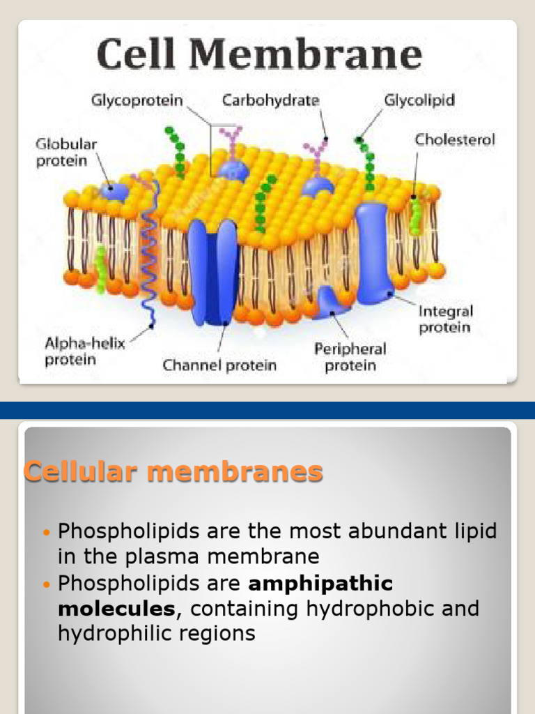 Cellmembrane,Difusion,Osmosis - Copy | PDF | Cell Membrane | Osmosis