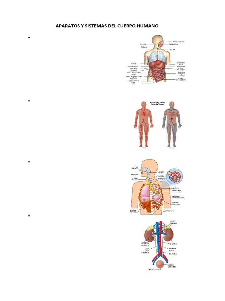 Aparatos y sistemas resúmenes anatomía | PDF | Sangre | Músculo